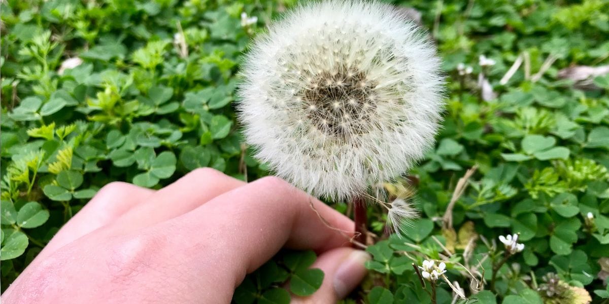 How to research a stock | Spaceship